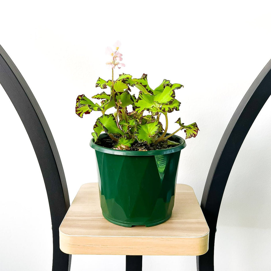 The Plant Boys | Indoor Plant Specialists