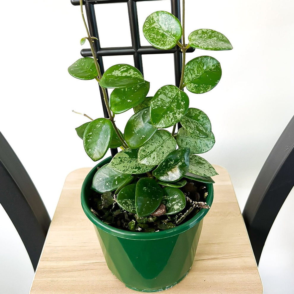 Hoya Mathilde Splash – The Plant Boys