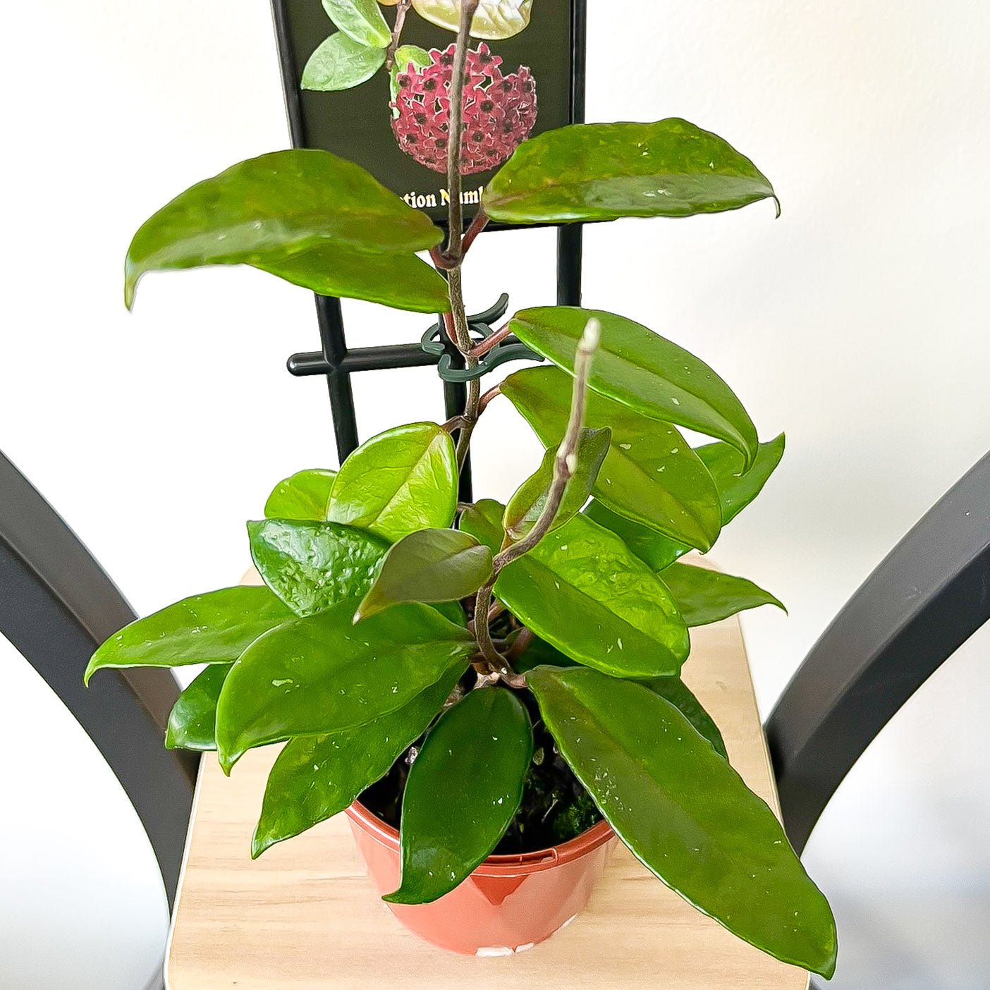 Hoya Carnosa Rubra – The Plant Boys